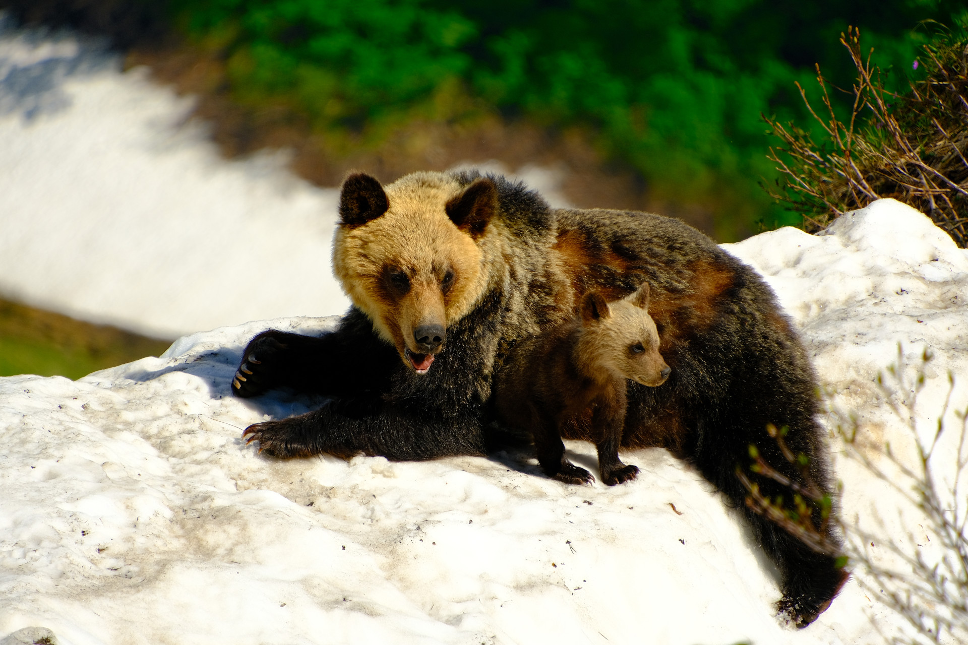 ヒグマについて - 大雪山国立公園連絡協議会